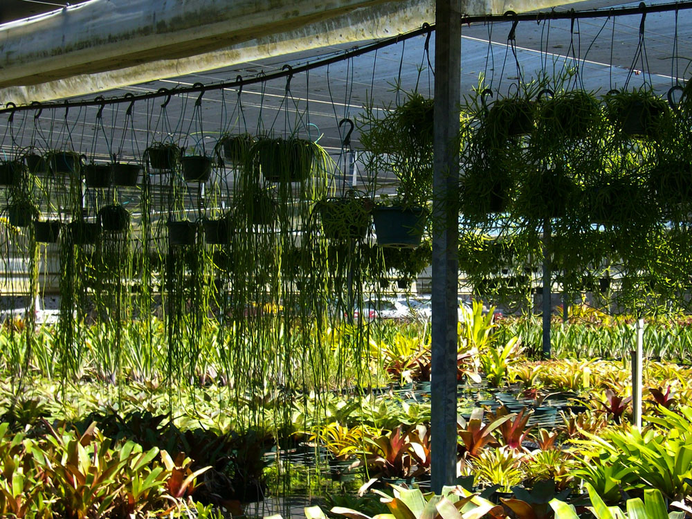 The Rainforest Garden: Acres of Bromeliads at the Tropiflora Fall Festival