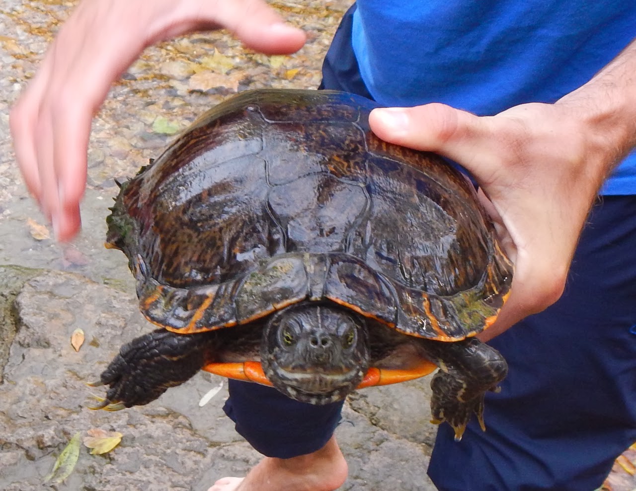 Springfield Plateau: River Cooter