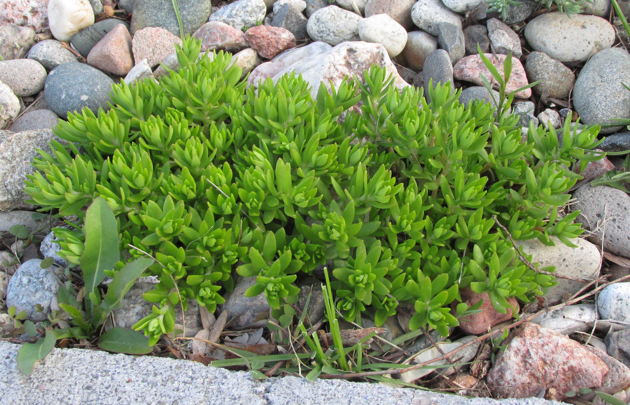 Sedum sarmentosum - Stringy stonecrop care and culture | Travaldo's blog