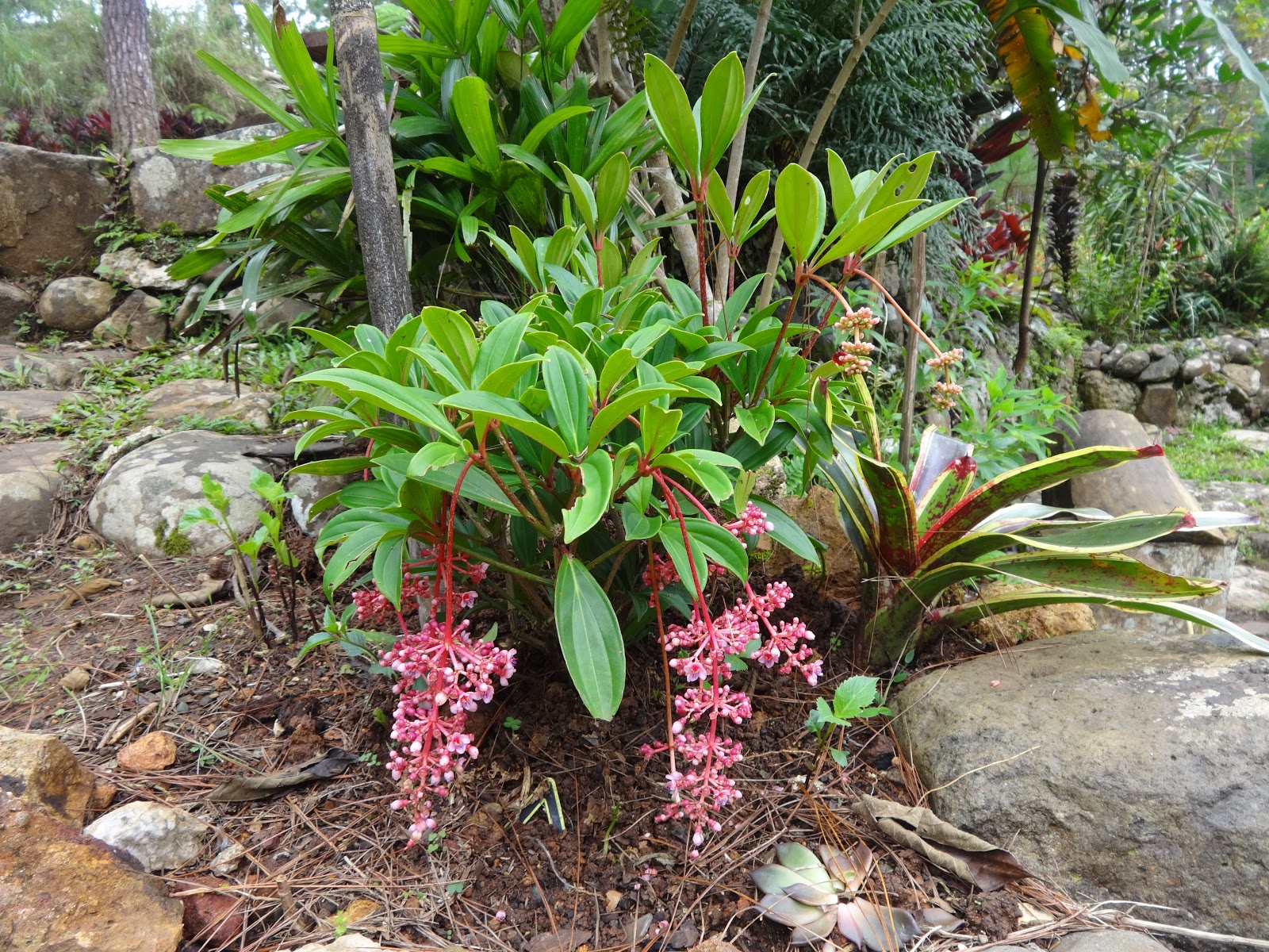 Herbs from Distant Lands: Medinilla magnifica, Medinilla pendula ...