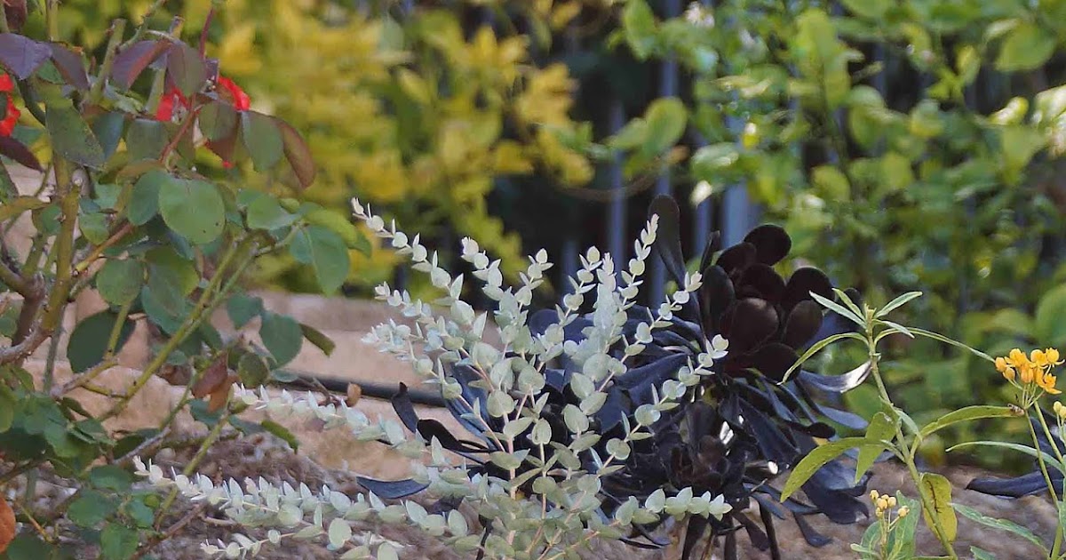 Eucalyptus 'Moon Lagoon' Five Years Later And Other Stuff