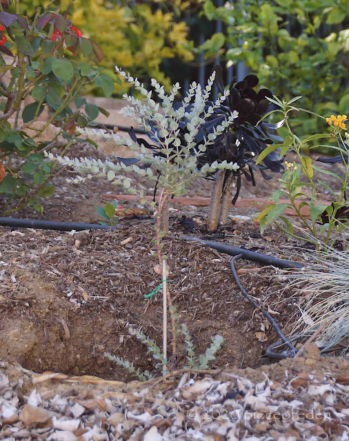 Eucalyptus 'Moon Lagoon' Five Years Later And Other Stuff