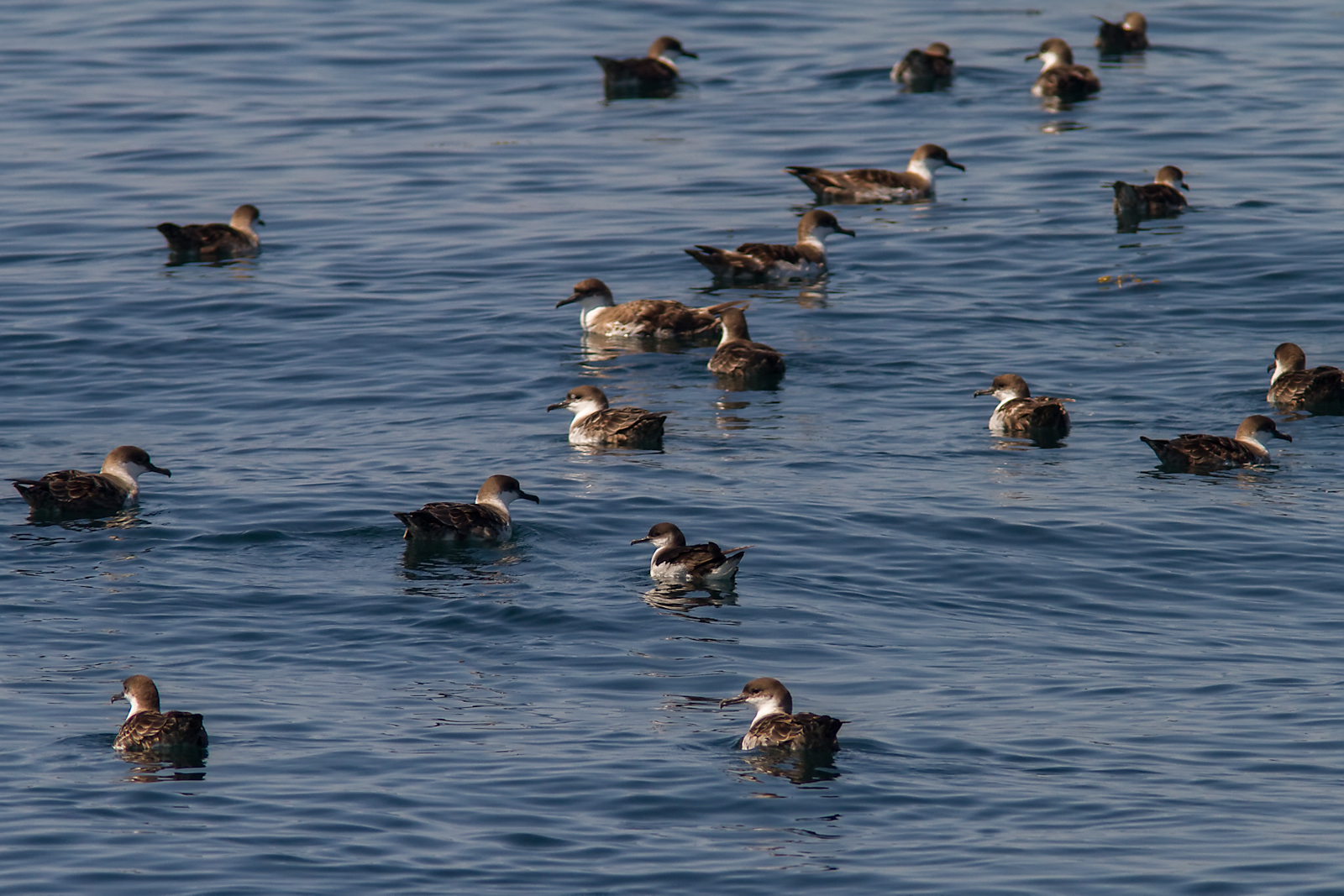Fur & Feathers 500 - a Canada Big Year for Birds and Mammals: 400th ...
