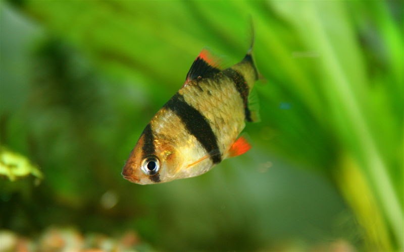 Types of Food to Keep Your Barbus Fish Healthy - fish-hobbyist