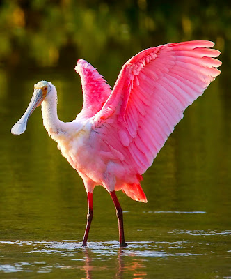 Students India (Generals): Roseate Spoonbill Stork