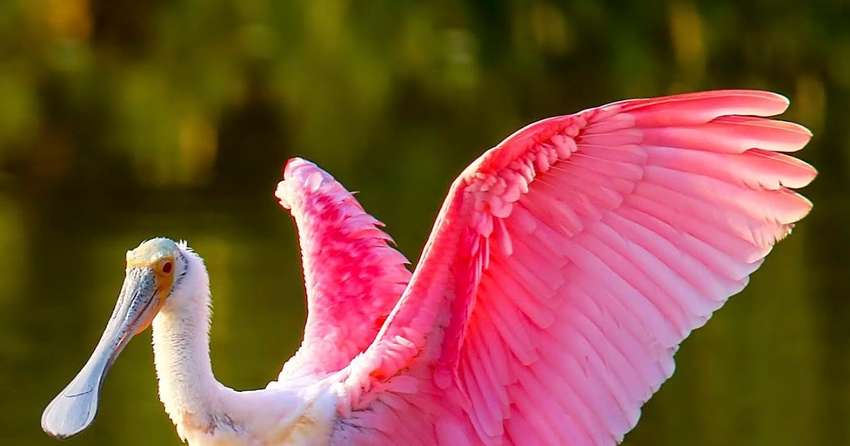 Students India (Generals): Roseate Spoonbill Stork