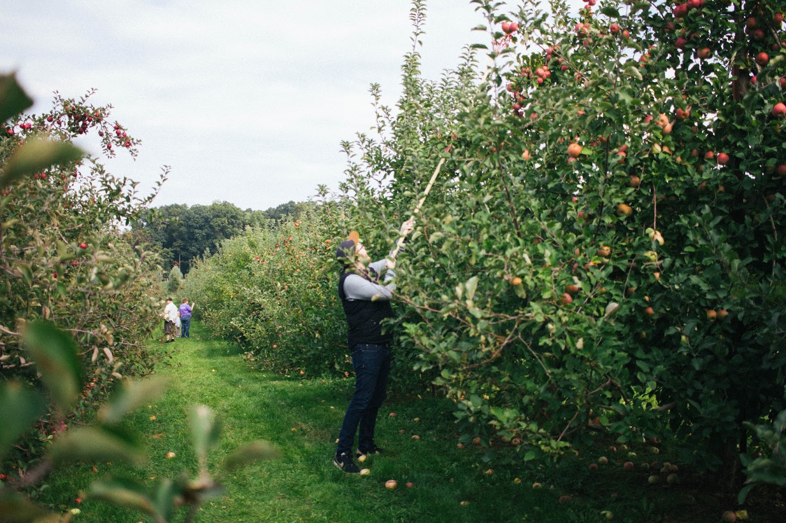 Sunday Afternoon Apple Picking