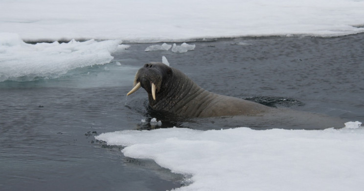 War News Updates: A Walrus Sank A Russian Navy Boat
