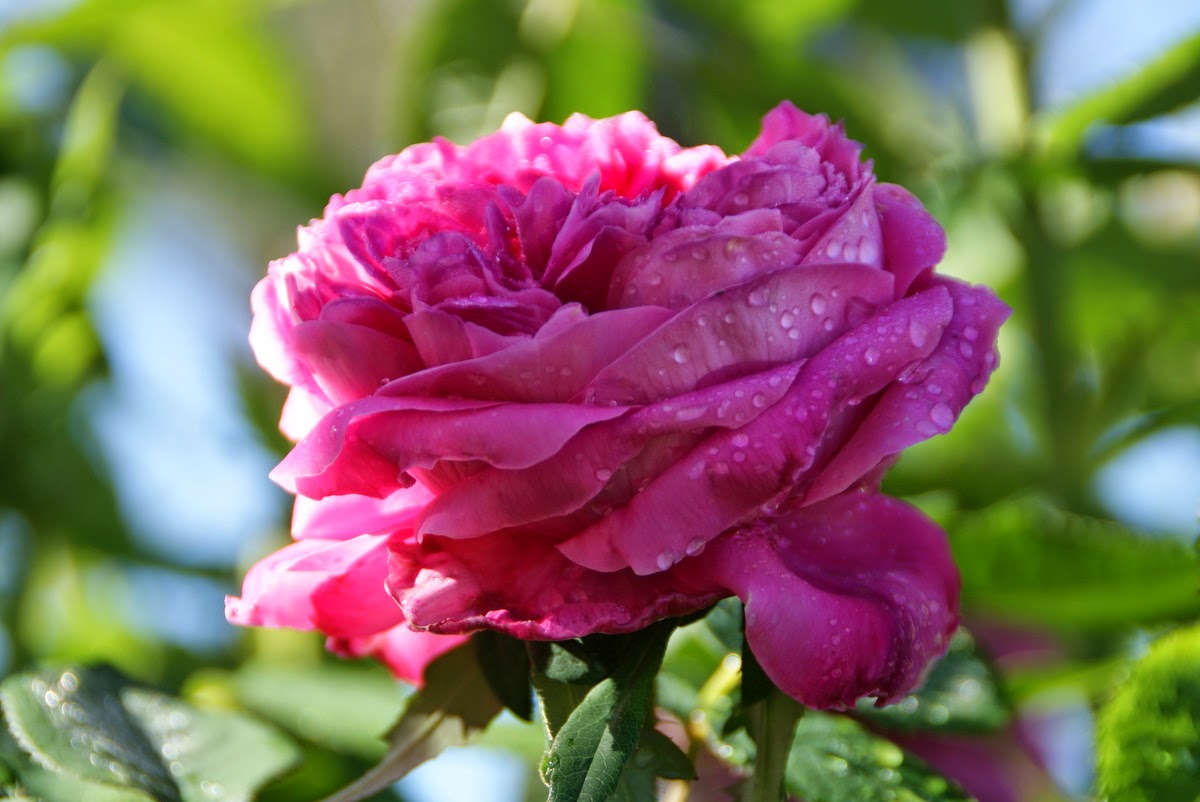 Organic Garden Dreams: March Roses