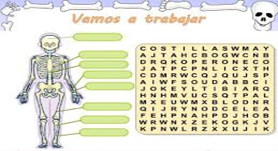 ¿Cómo funciona el sistema óseo?