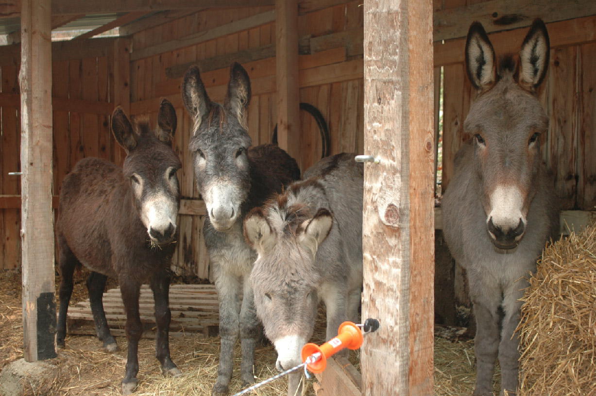Antipodes: Hanging donkey shed of Gamone