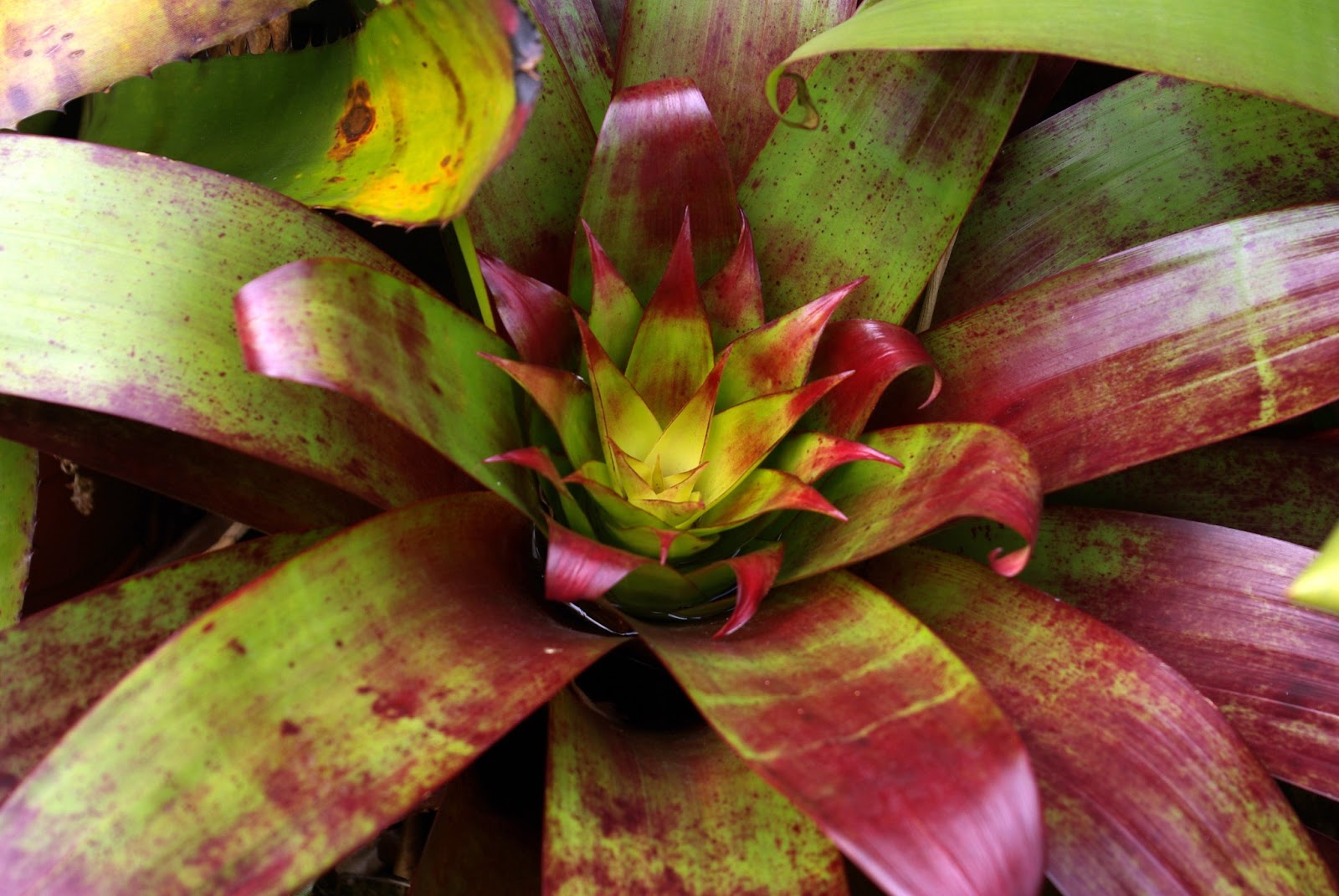 Johnson's bromeliads & falconry: Alcantarea vinicolor