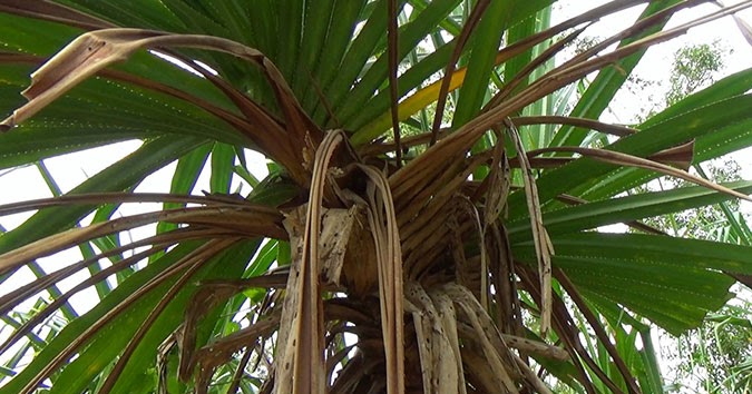 Thatch screwpine (Pandanus tectorius)