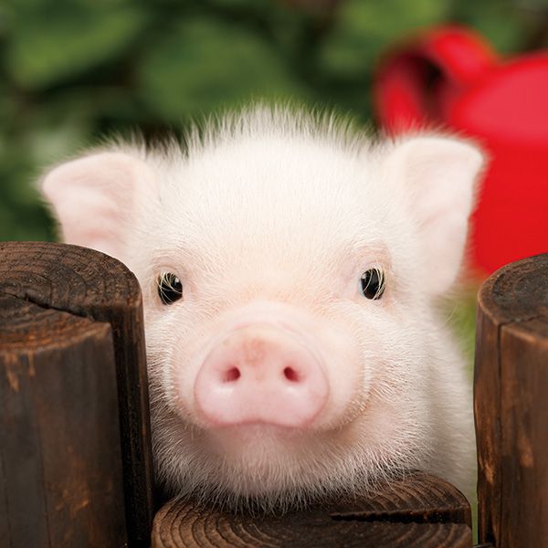 Image d'Animaux: Photo d'un bébé cochon trop chou