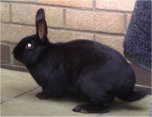 Lancaster & Morecambe Pet Search: Found Animals: