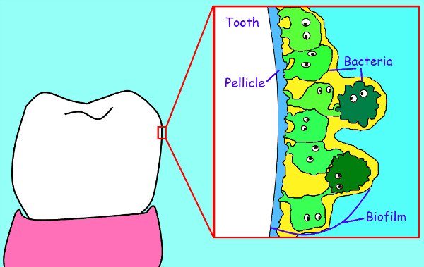 Tooth Enamel- Composition, Properties, Structure and Functions