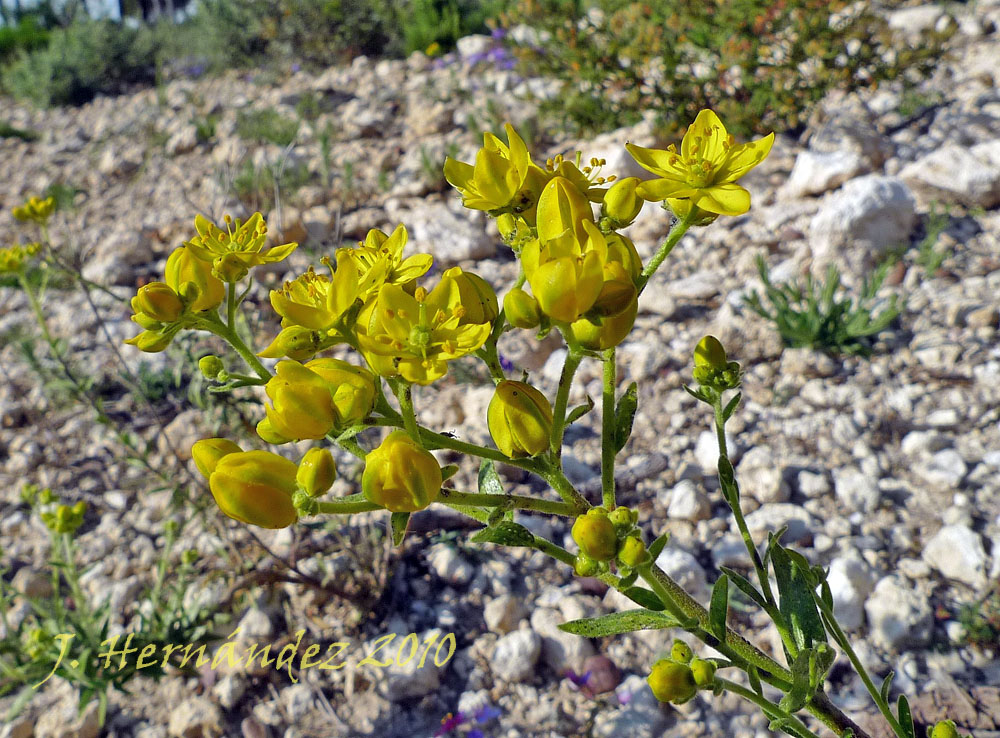 Florula gaditana: Haplophyllum linifolium