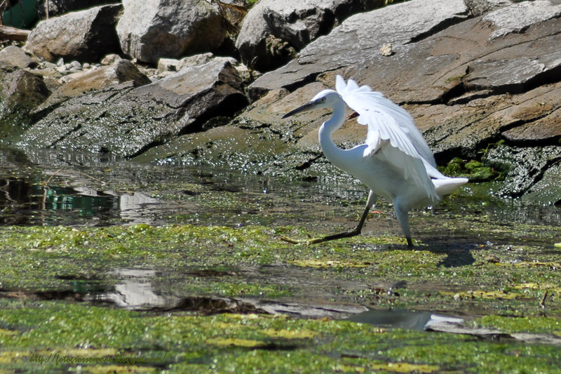 In linii mari: Egrete si cormorani