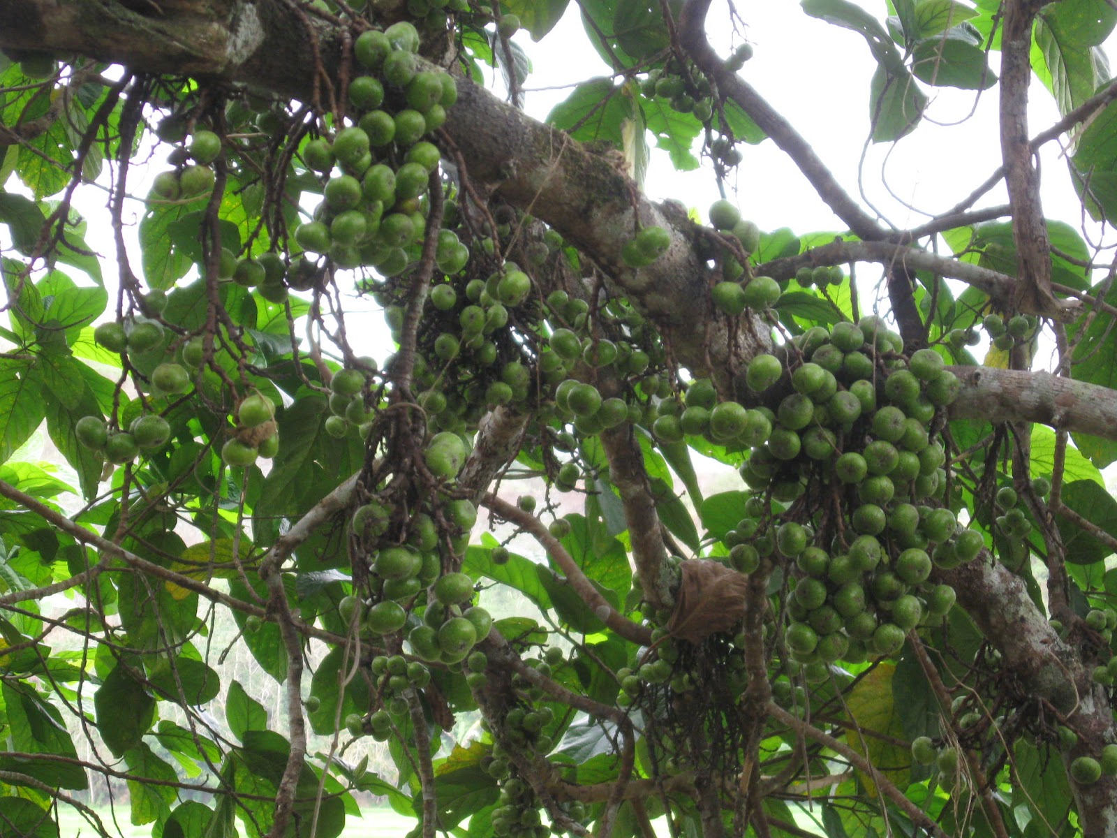 Isinay Bird: A Wild Fruit for Toys and for Pigs