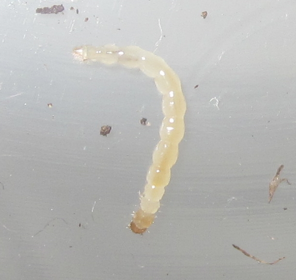 Invertebrate Dude: Larvae, Larvae, & More Larvae!!!