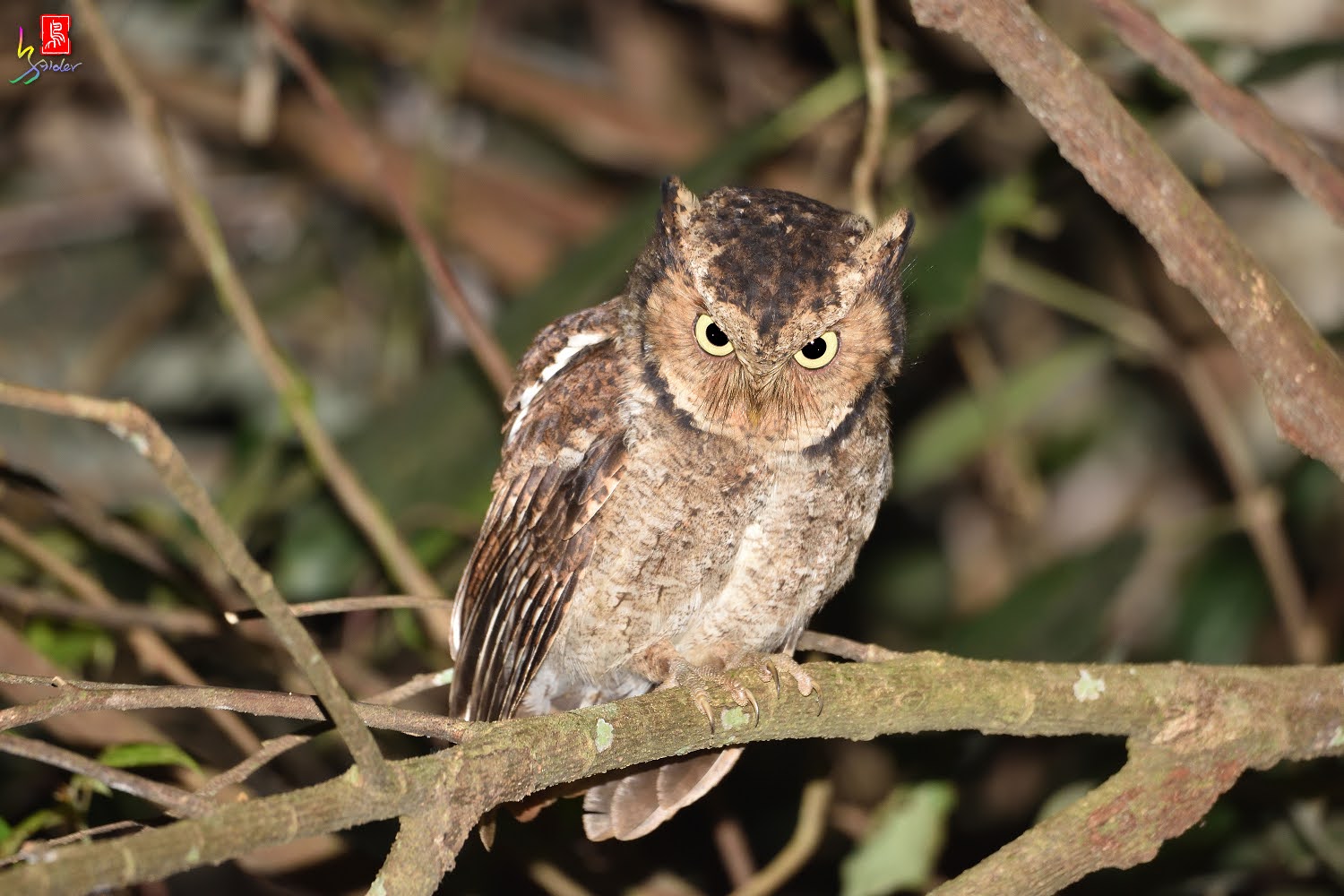 Alder's Bird-watching Notes: 夜拍黃嘴角鴞．The photography of Mountain Scops-owl
