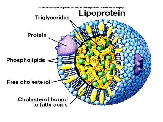 Lipoproteins