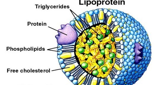 Lipoproteins