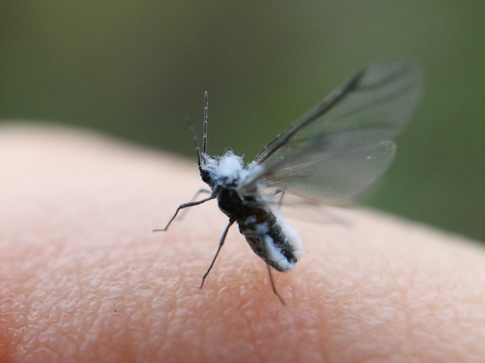 Insectes d'Alsace: Phyllaphis fagi - Puceron laineux du hêtre
