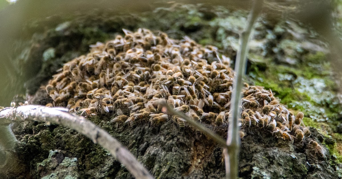 Springfield Plateau: Bees from Ben