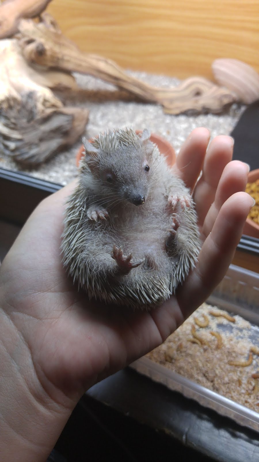 Tiny Tenrecs: Handling Your Tenrec