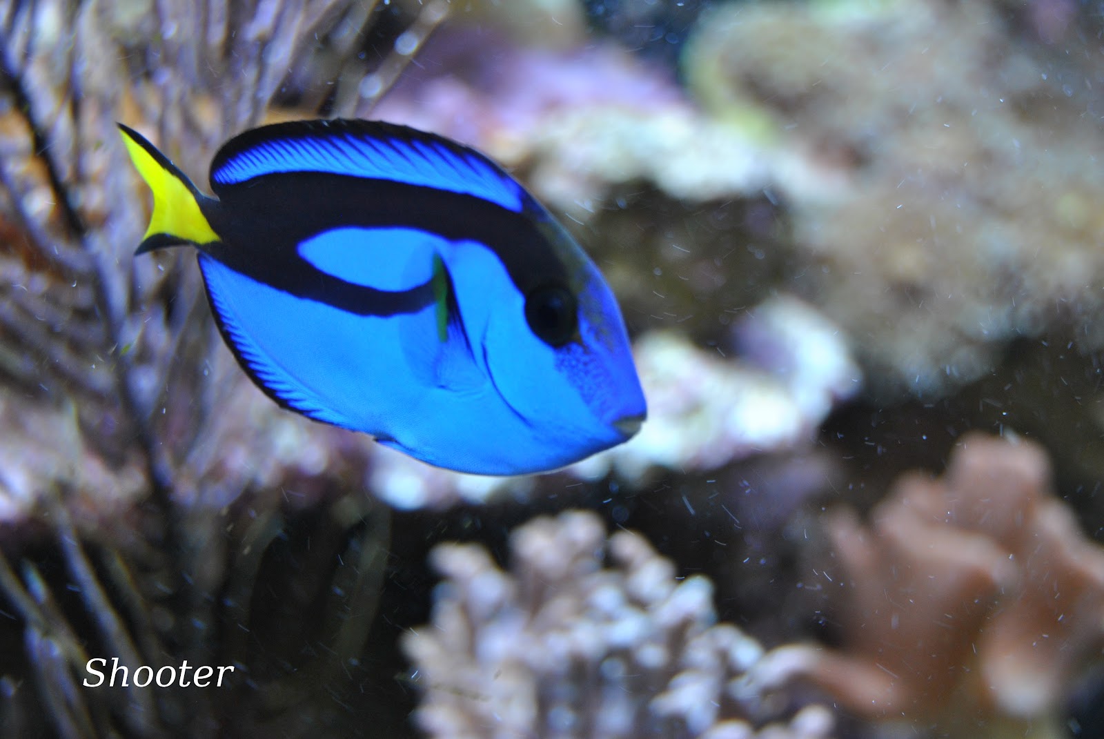 Les shooters de la photographie amateur: Les Poissons Exotique vue par ...