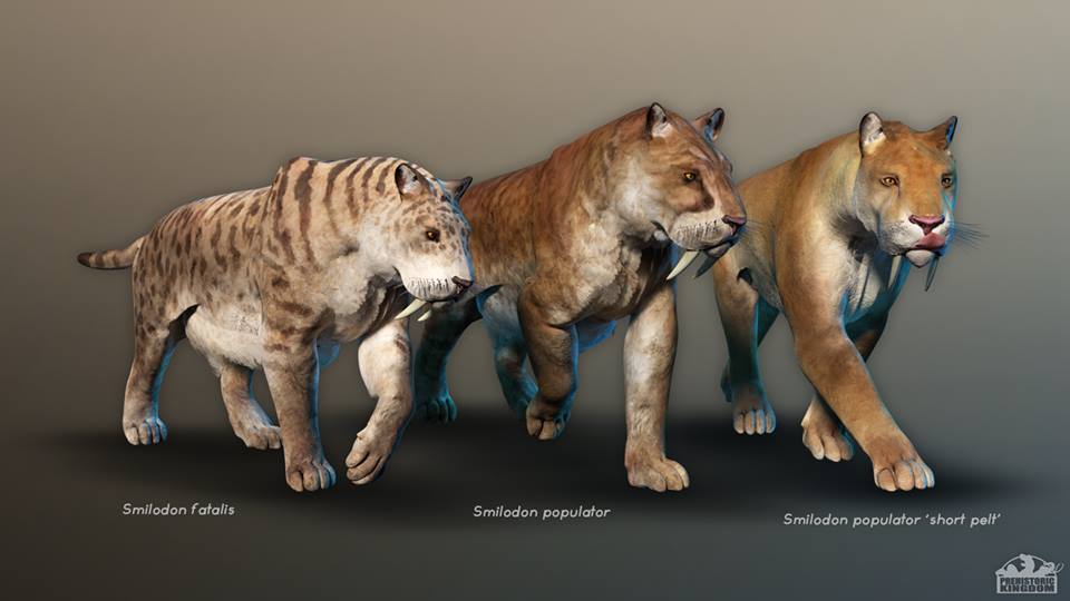 Tigres dientes de sable: panorama para matar