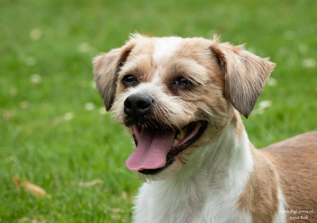 Irma's Natuurbeleving: Honden / Dogs