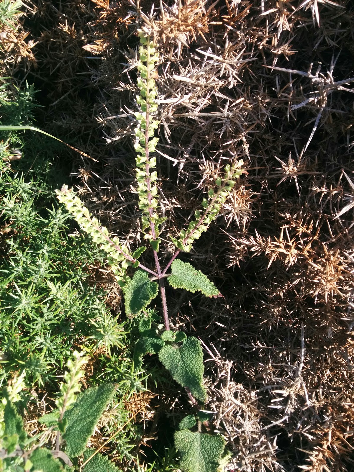 Wild Life: Wood Sage