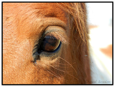 Cheval évasion: La vue chez le cheval