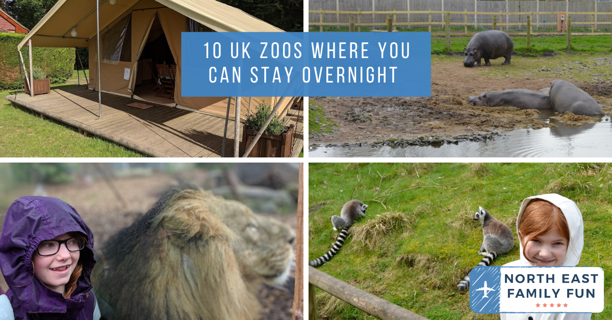 10 UK Zoos Where You Can Stay Overnight | North East Family Fun