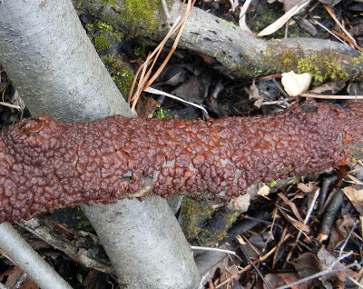 Weird and Wonderful Wild Mushrooms