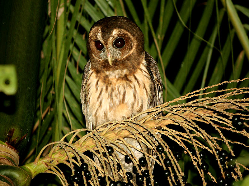 Bellas Aves de El Salvador: Ciccaba (Strix) virgata (búho café, moteado ...