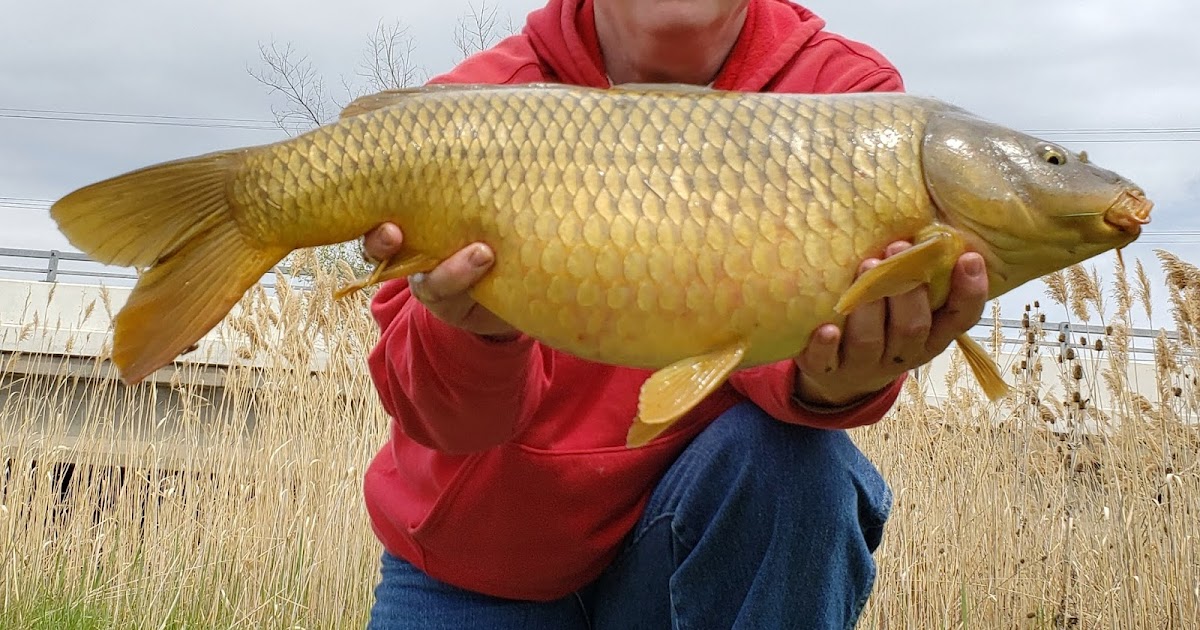 Michigan Carp Fishing Blog: Michigan Rouge River Carp Fishing