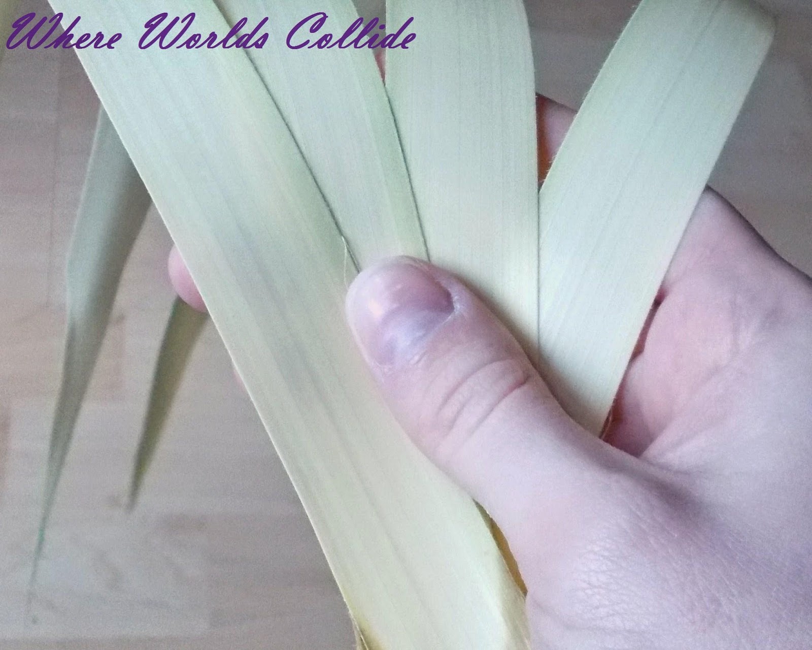 Where Worlds Collide: Palm Weaving