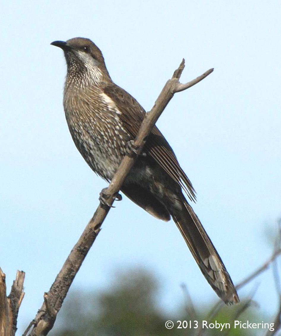 Leeuwin Current Birding: South-west Endemics Part 3: Western Wattlebird