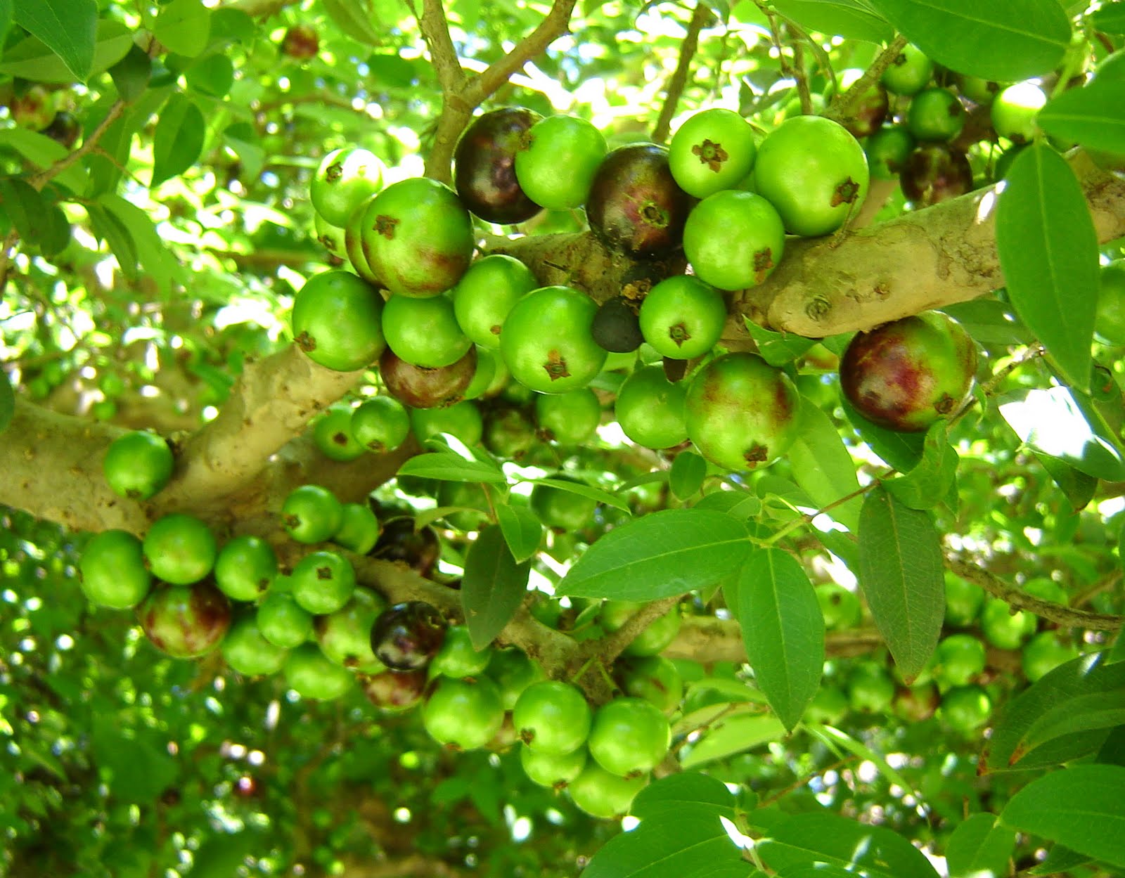 v e r d e c h a c o: Guapurú / Jaboticaba