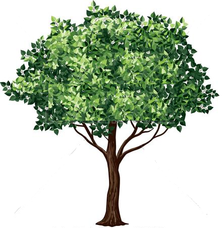 Test del Arbol: Que significado tiene el Follaje o Copa del Arbol