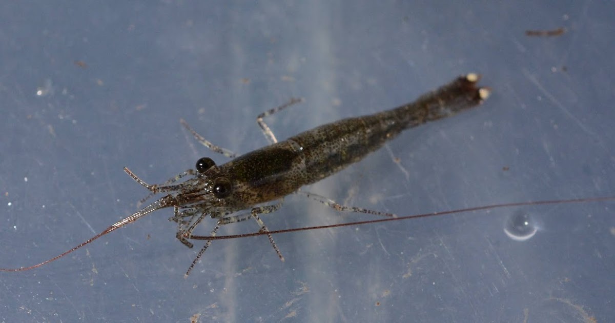 What I Sea: Pushing the boundaries: the land-walking, sex-changing ...