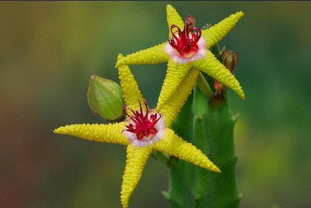 Stapelia flavopurpurea - Alchetron, The Free Social Encyclopedia