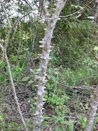 20 Especies de Arboles : tachuelo