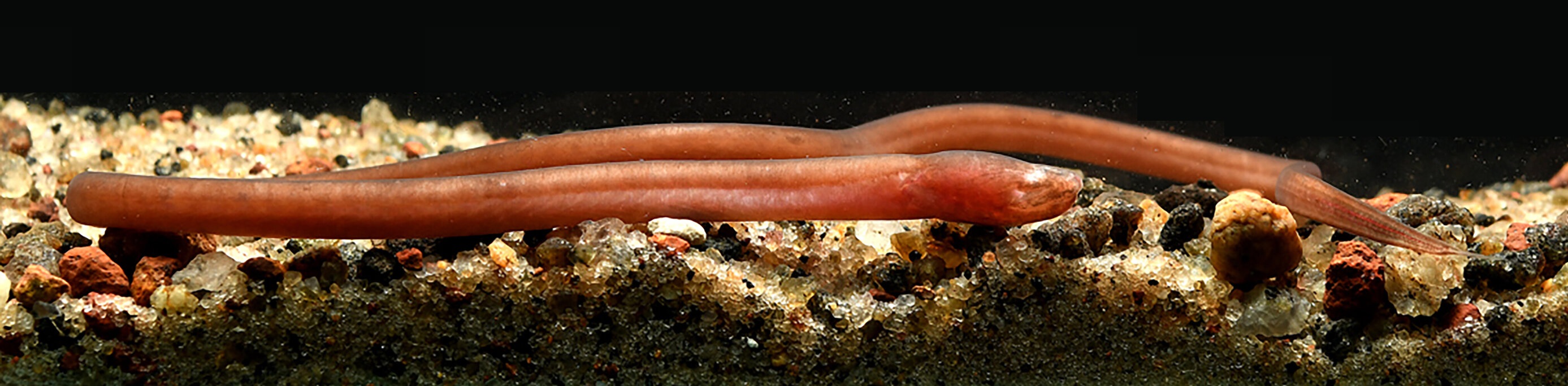 Species New to Science: [Ichthyology • 2020] Rakthamichthys gen. nov ...