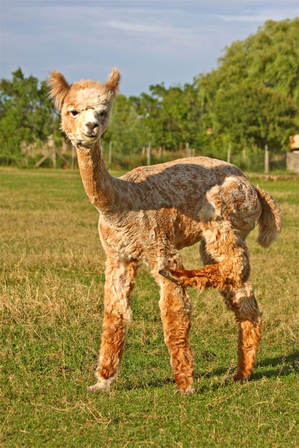 Alpaka Farm Nieplitzhof: Guten Morgen