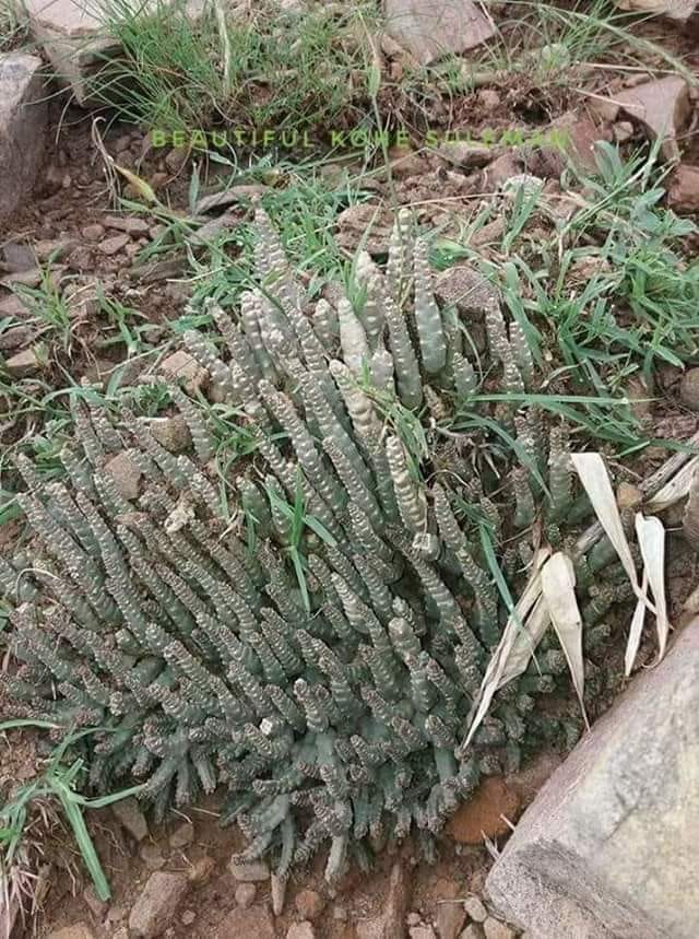 Caralluma Fimbriata / Tuberculata - Choongan - Pamankay - Bitter Cress ...