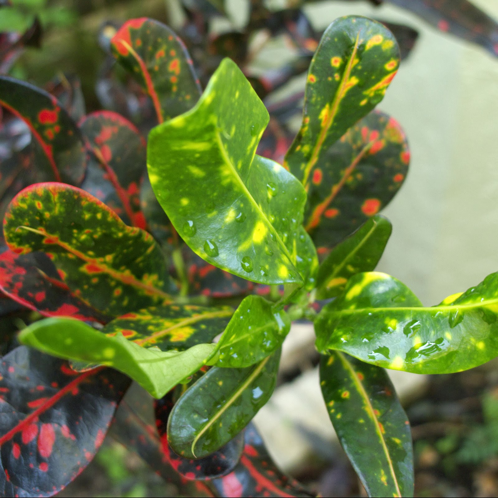 Colorful Croton in the Morning